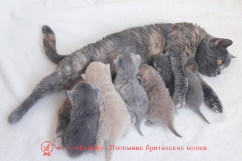 Развитие котят по неделям и месяцам. Возраст котенка, этапы развития