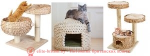 Домики для кошек и котов. Когтеточки для кошек. Питомник Elite British