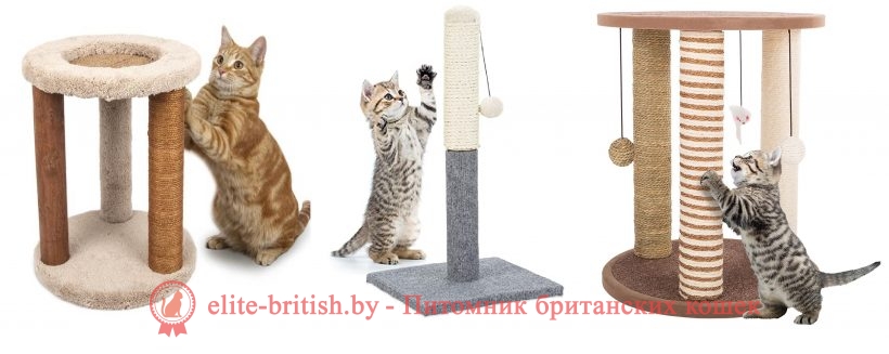 Домики для кошек и котов. Когтеточки для кошек. Питомник Elite British